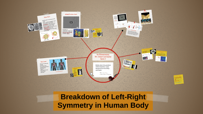 Left Right Asymmetry in Human Body by Aditya Lord Shakespeareworth on Prezi
