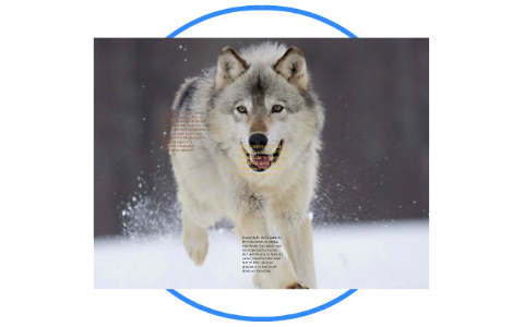 Tarea: partes de un lobo by Jerry Loy on Prezi