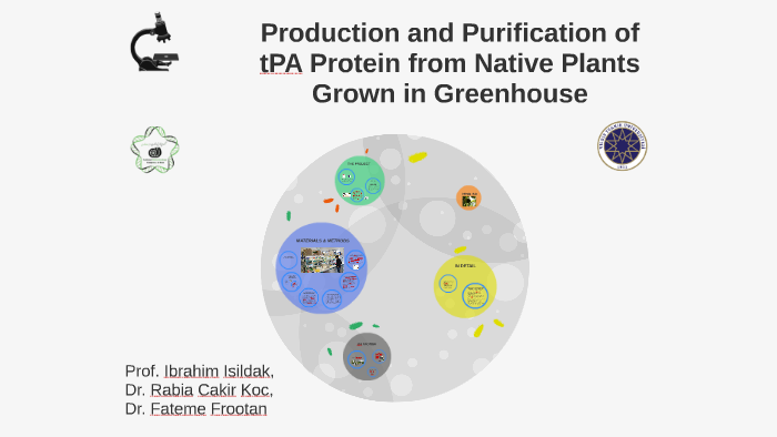 Production and Purification of tPA Protein from Native Plant by Fateme ...