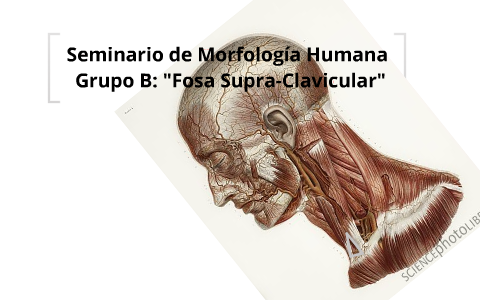 Fosa Supra-Clavicular by Naxo Denevi on Prezi