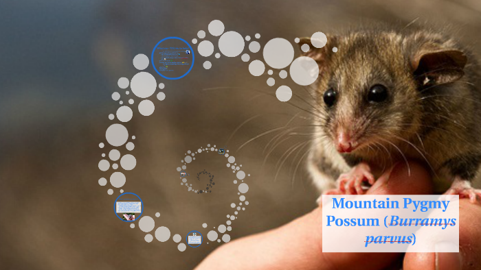 Mountain Pygmy Possum (Burramys parvus) by Brittney Clarke on Prezi