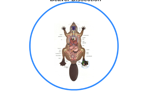 Beaver Dissection by alina shahrukh on Prezi