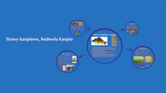 Stawy karpiowe, hodowla karpia by Monika Sz on Prezi