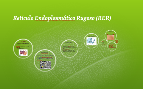Retículo Endoplasmático Rugoso (RER) by Tainar Maia on Prezi