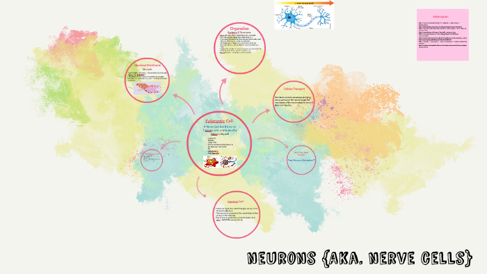 Neurons AKA Nerve Cells by Itzel Zavala on Prezi