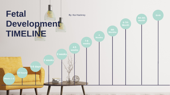 Fetal Development Timeline by Kai Hackney on Prezi
