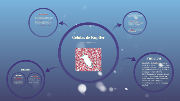 Celulas de Kupffer by Claudio Ayala on Prezi