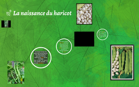 La naissance du haricot by Xavier RAGANOT on Prezi