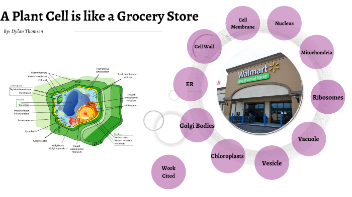 A Plant Cell is like a Grocery Store by Dylan Thomsen on Prezi