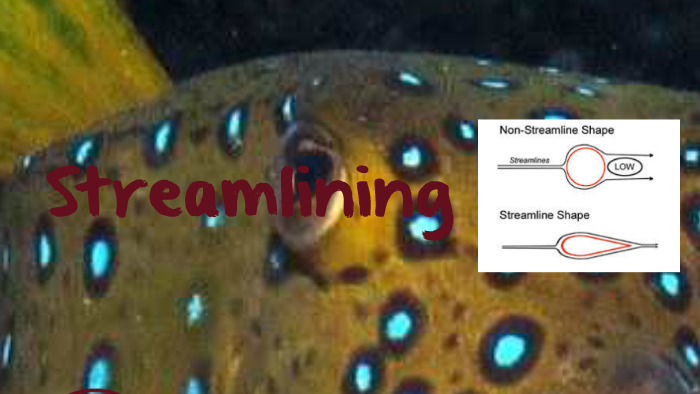 Streamlined Animals by Thomas Vroom on Prezi