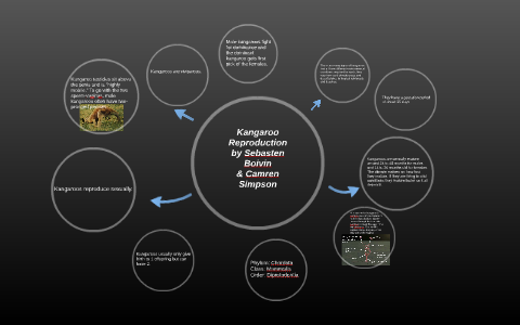 Kangaroo Reproduction by sebasten boivin on Prezi