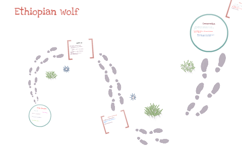 Ethiopian Wolves by Riley Vandergrift on Prezi