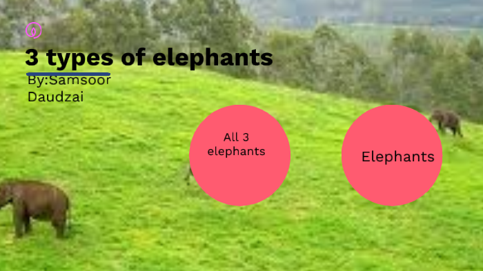3 Types of Elephants by Samsoor Daudzai on Prezi