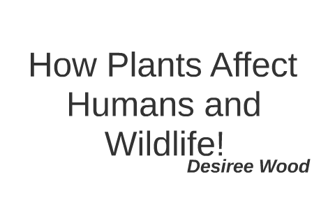 How plants affect humans and wildlife. by Desiree Wood on Prezi