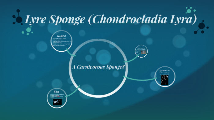 Lyre Sponge (Chondrocladia Lyra) by aria marcellino on Prezi