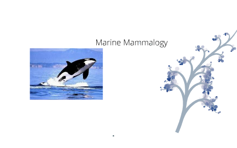 Type I Presentation- Marine Mammalogy by Katelyn Goodwin on Prezi