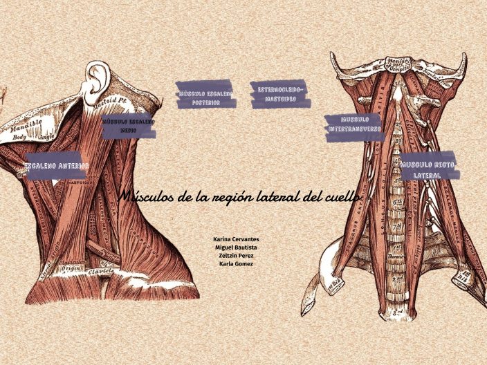 Musculos de la region lateral del cuello by Karla Gomez on Prezi