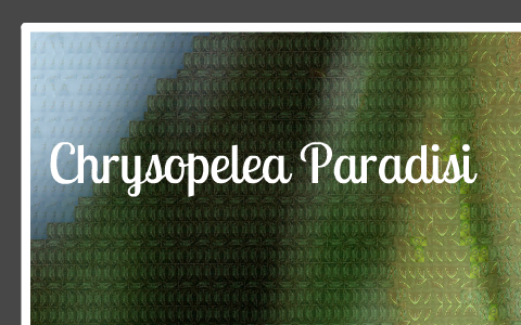 Paradise tree snake (Chrysopelea paradisi) by Michael Benninghoff on Prezi