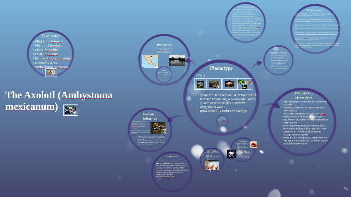 The Axolotl (Ambystoma mexicanum) by Abby Leland on Prezi