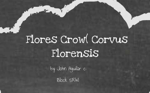 Flores Crow( Corvus Florensis by bob saget on Prezi