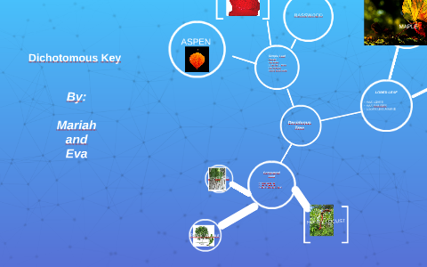 Dichotomous Key by Mr Johnson on Prezi