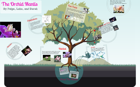 The Orchid Mantis by ***** ********* on Prezi