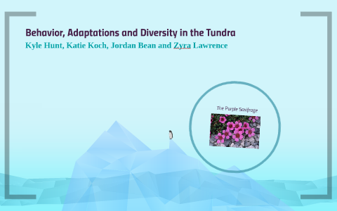 Behavior, Adaptations and Diversity in the Tundra by Katie Koch on Prezi