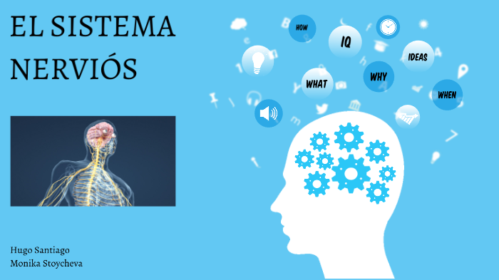 EL SISTEMA NERVIÓS by Monika Stoycheva Stoycheva on Prezi