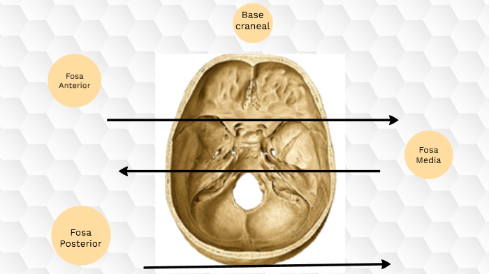 base endocraneal by Axel Beltran Jimenez on Prezi