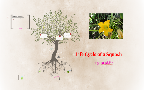 Life Cycle of a Squash by Green Class - RJH on Prezi