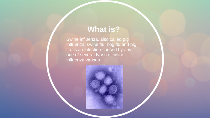 Swan Flu by steven jimenez on Prezi