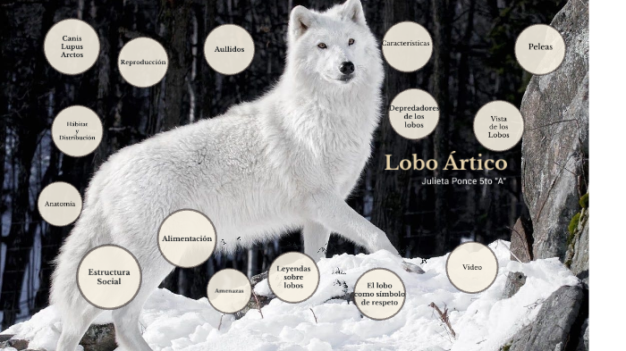 Anatomía Del Lobo ártico 10 Características Del Lobo