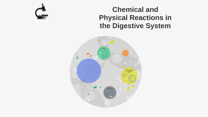 Chemical and Physical Reactions in the Digestive System by Emilie Kerns ...