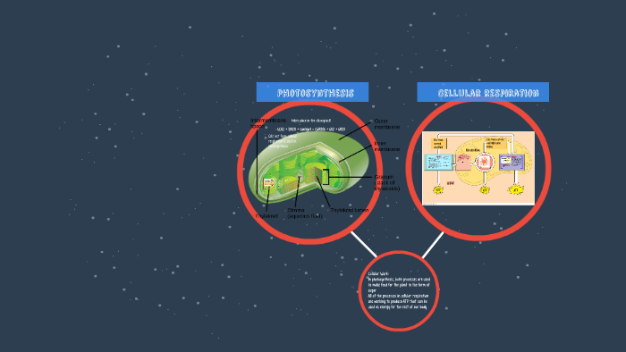 Photosynthesis and Cellular Respiration Concept Map by Haven Griffin on ...