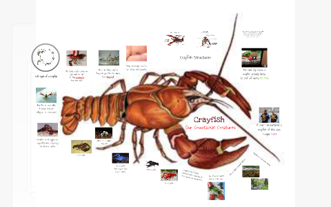 Third Grade Crayfish Unit by Carri Ponton on Prezi
