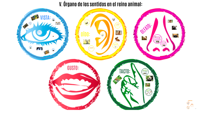 V. Órgano de los sentidos en el reino animal by Noemi Marchante Bermúdez