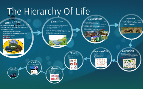 The Hierarchy Of Life by Allyssa Bagamaspad on Prezi