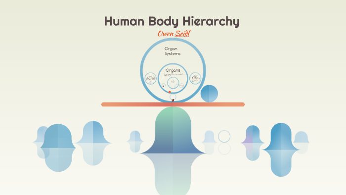 Human Body Hierarchy by Owen Seidl on Prezi
