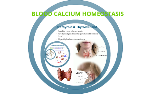 Blood Calcium Homeostasis by Katherine Vandenberg on Prezi