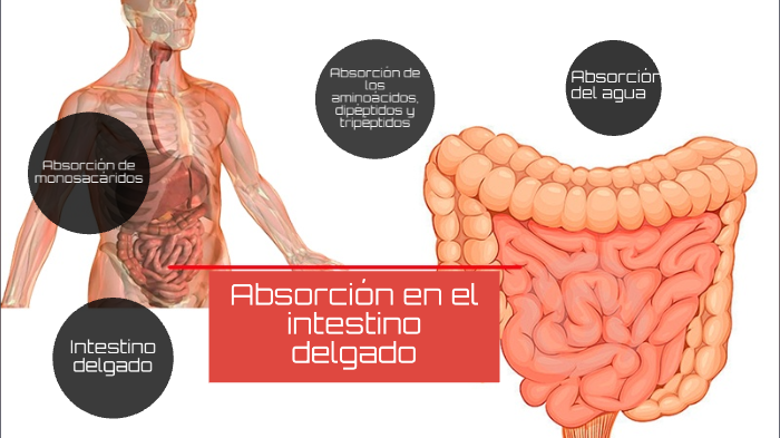 Absorción en el intestino delgado by giulianna di damiano on Prezi
