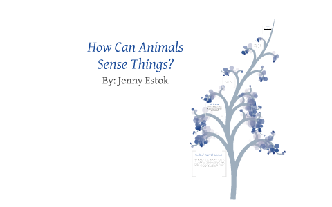 How do Animals Sense Things? (such as storms, ghost, and danger) by ...