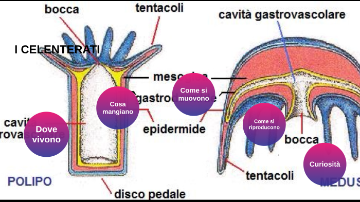 Presentazione dei Celenterati by Elizabeth Mejia on Prezi