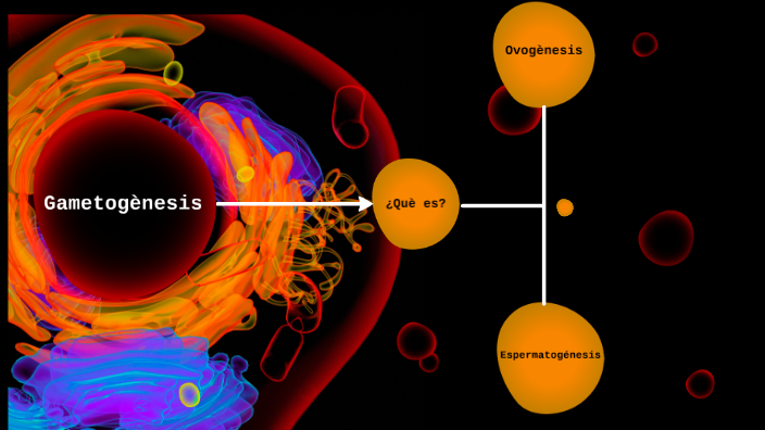 GAMETOGÈNESIS by Johan Zamora Lopez on Prezi