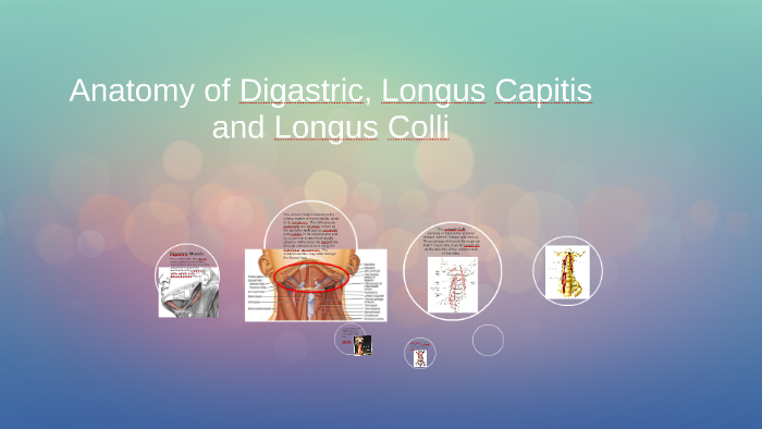 Anatomy of Digastric, Longus Capitis and Longus Colli by Diana Morro on ...