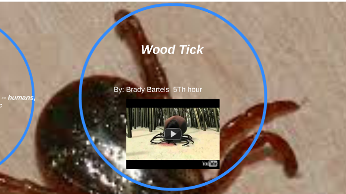 Wood Tick by brady bartels on Prezi