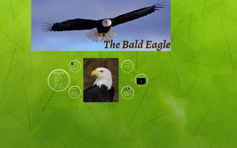 The Bald Eagle by clint long on Prezi