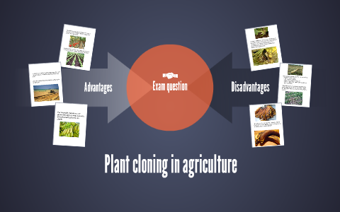 Plant cloning in agriculture by Katie South on Prezi