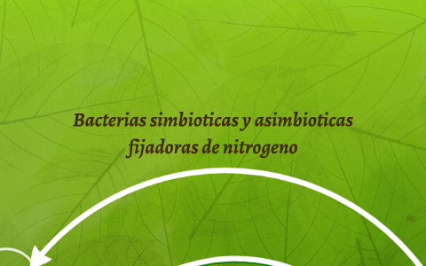 Bacterias simbioticas y asimbioticas fijadoras de nitrogeno by Henry ...
