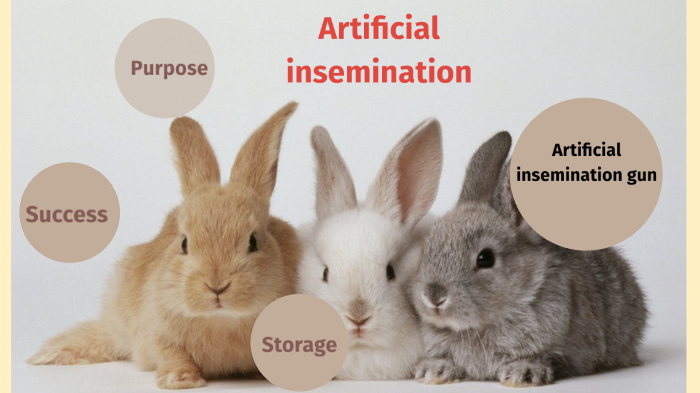 Artificial insemination in rabbits by Yomna GAD on Prezi