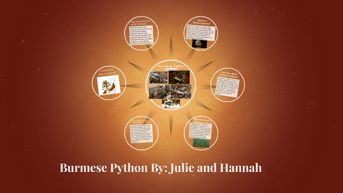 Burmese Python by hannah choi on Prezi